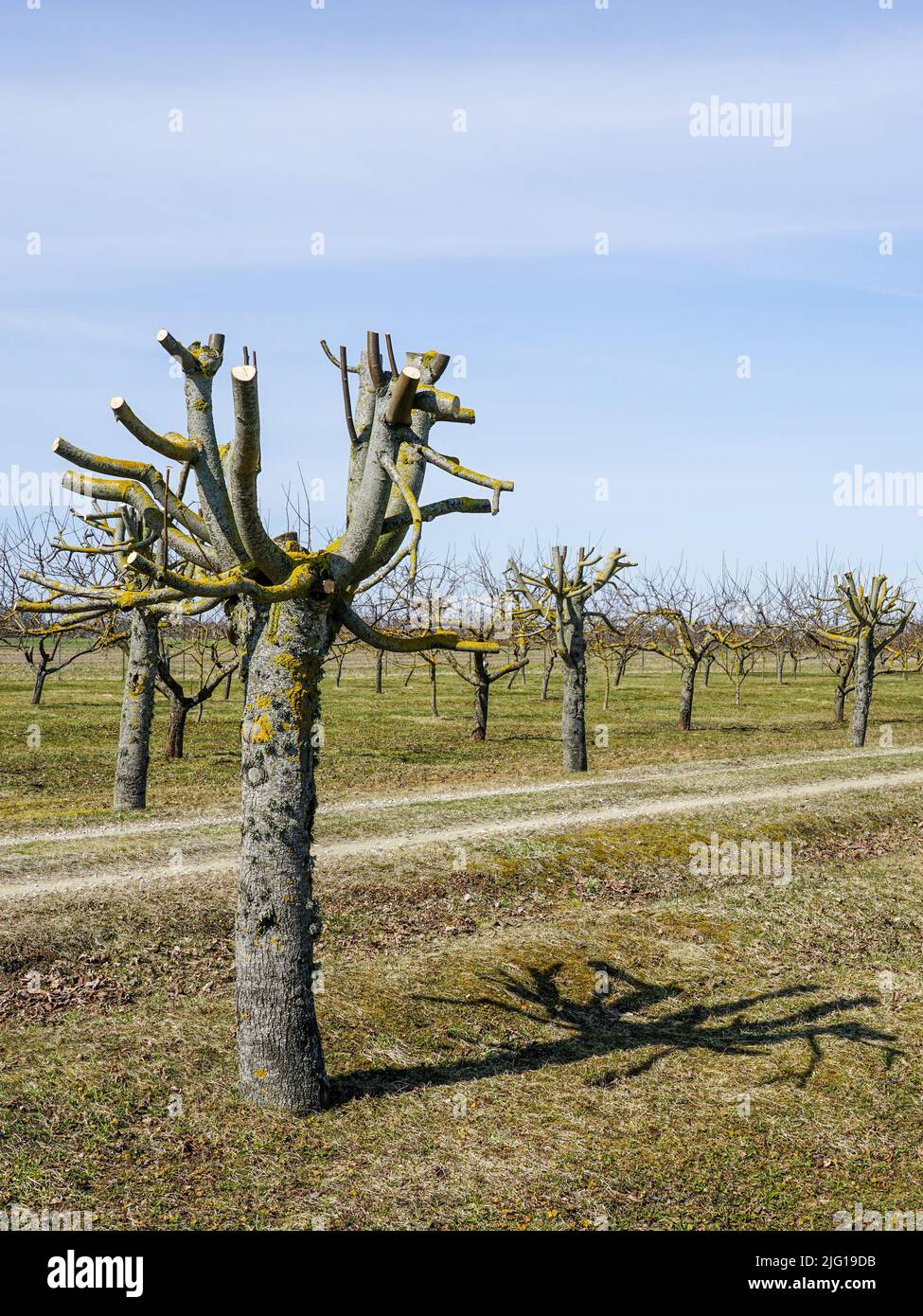 Pruning linden tree hi-res stock photography and images - Alamy