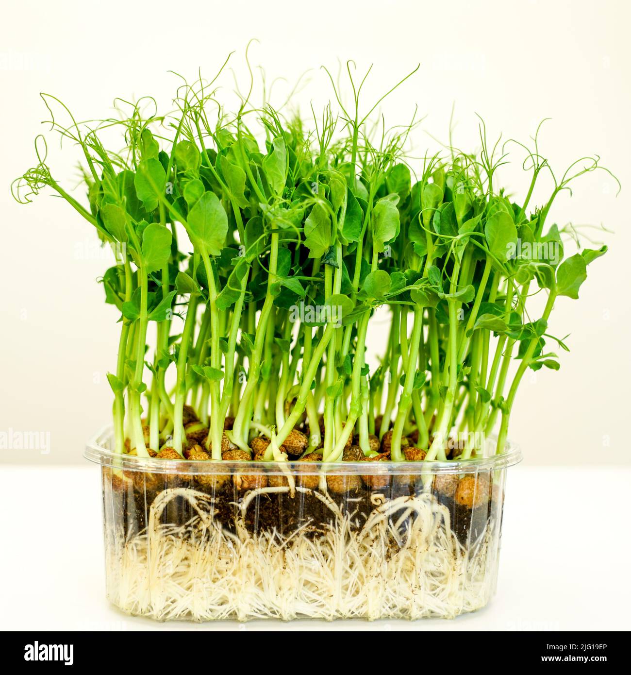 Side view of beans pea sprouts with white roots in a transparent ...