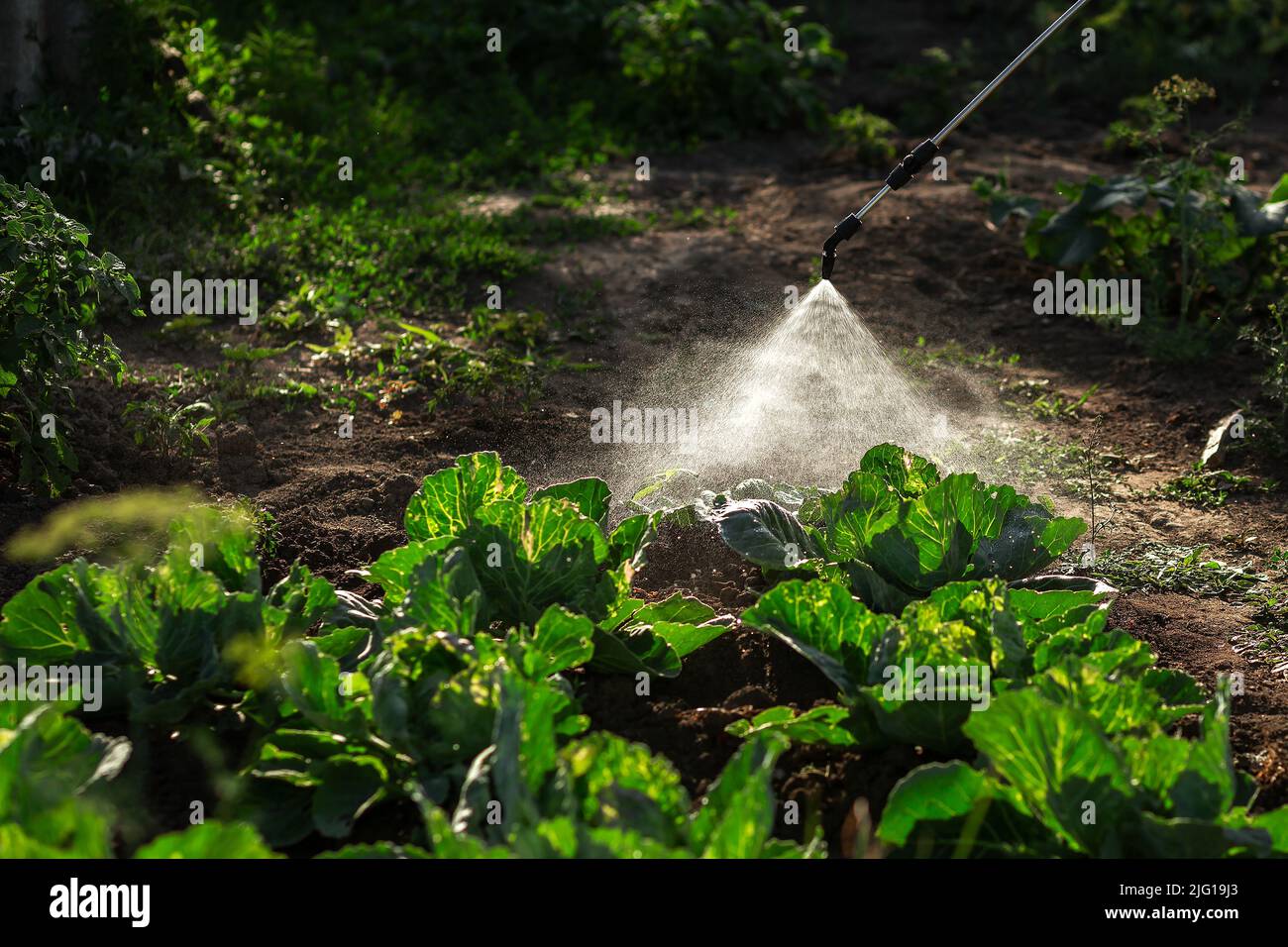 A poison sprayer with a telescopic tube sprays the spray onto the ...