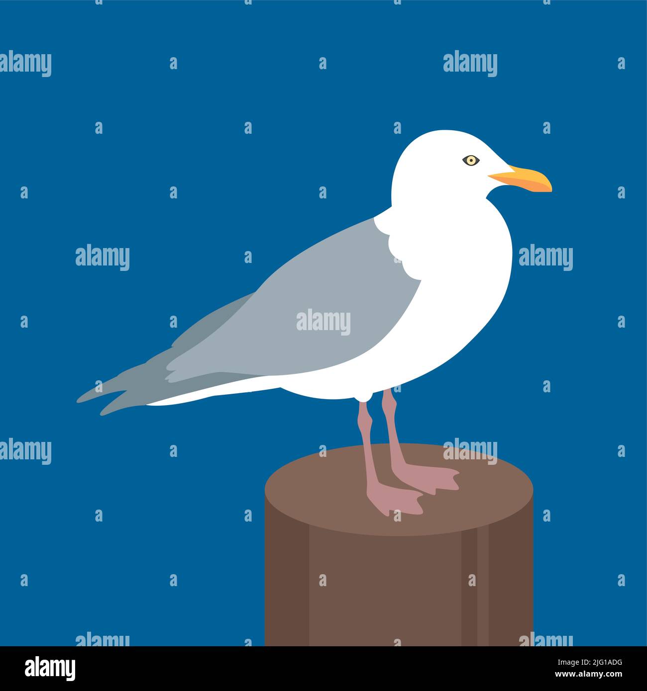 Cartoon Seagull Graphics