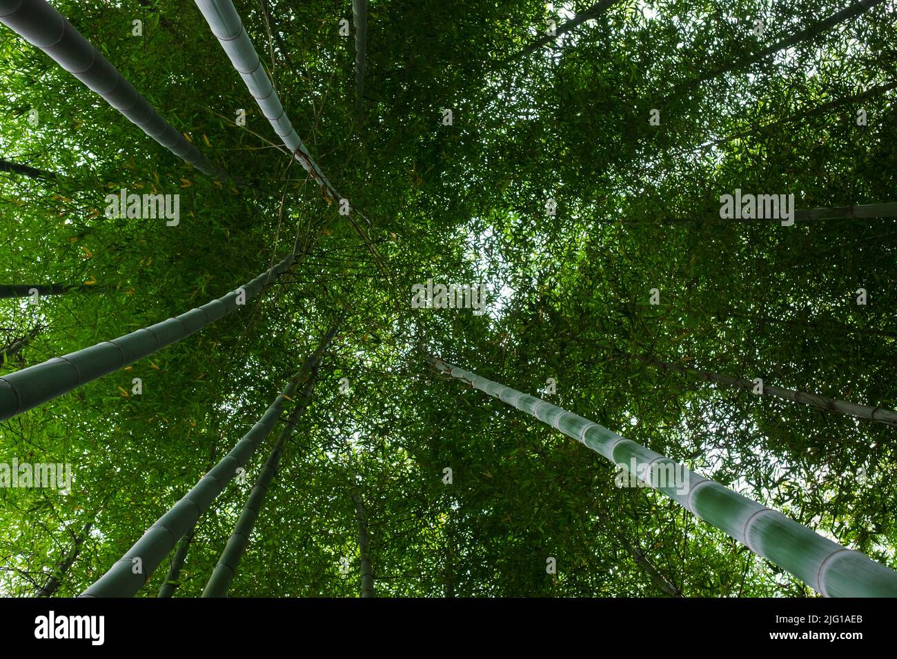 Green bamboo forest in Georgia. Top view Stock Photo - Alamy