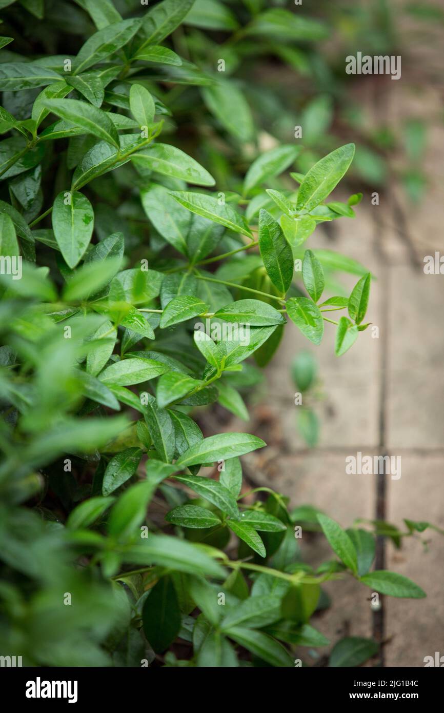 Foliage of bright green periwinkle leaves on tile background Stock ...