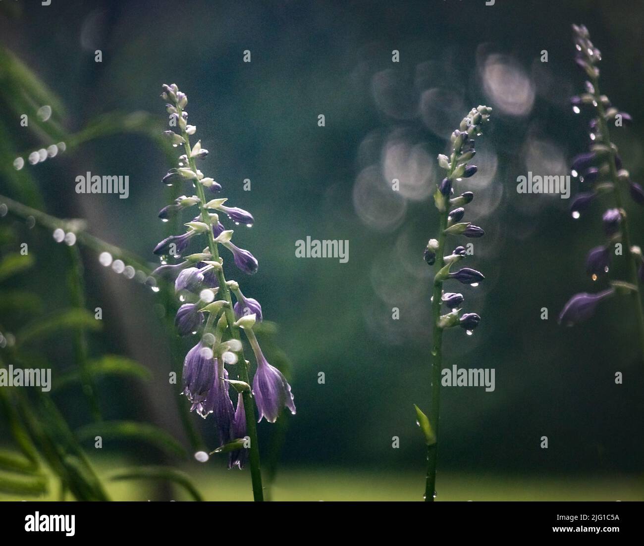 Purple hosta hi-res stock photography and images - Alamy