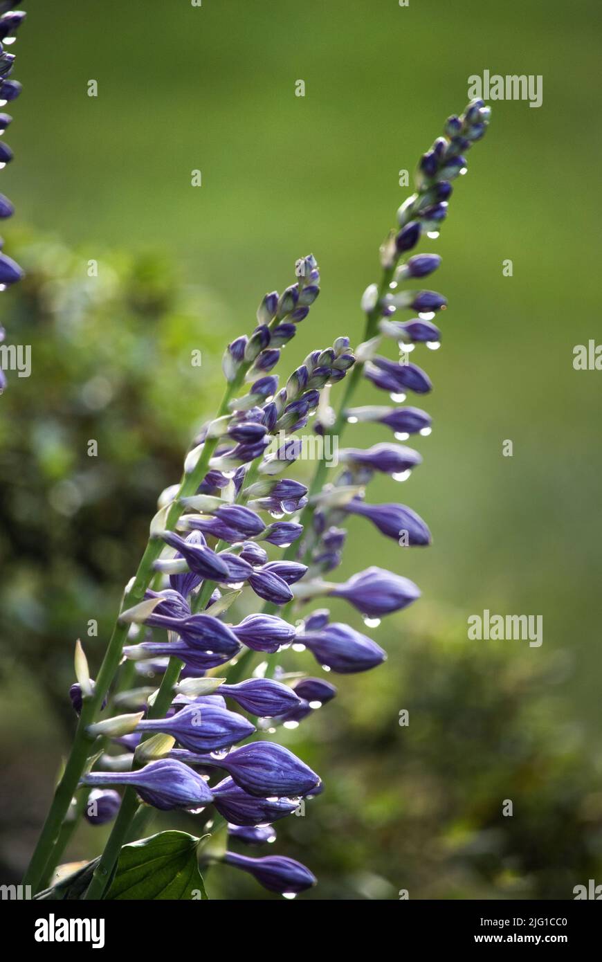 Purple hosta flowers, Funkia, with rain drops on a misty, lush ...