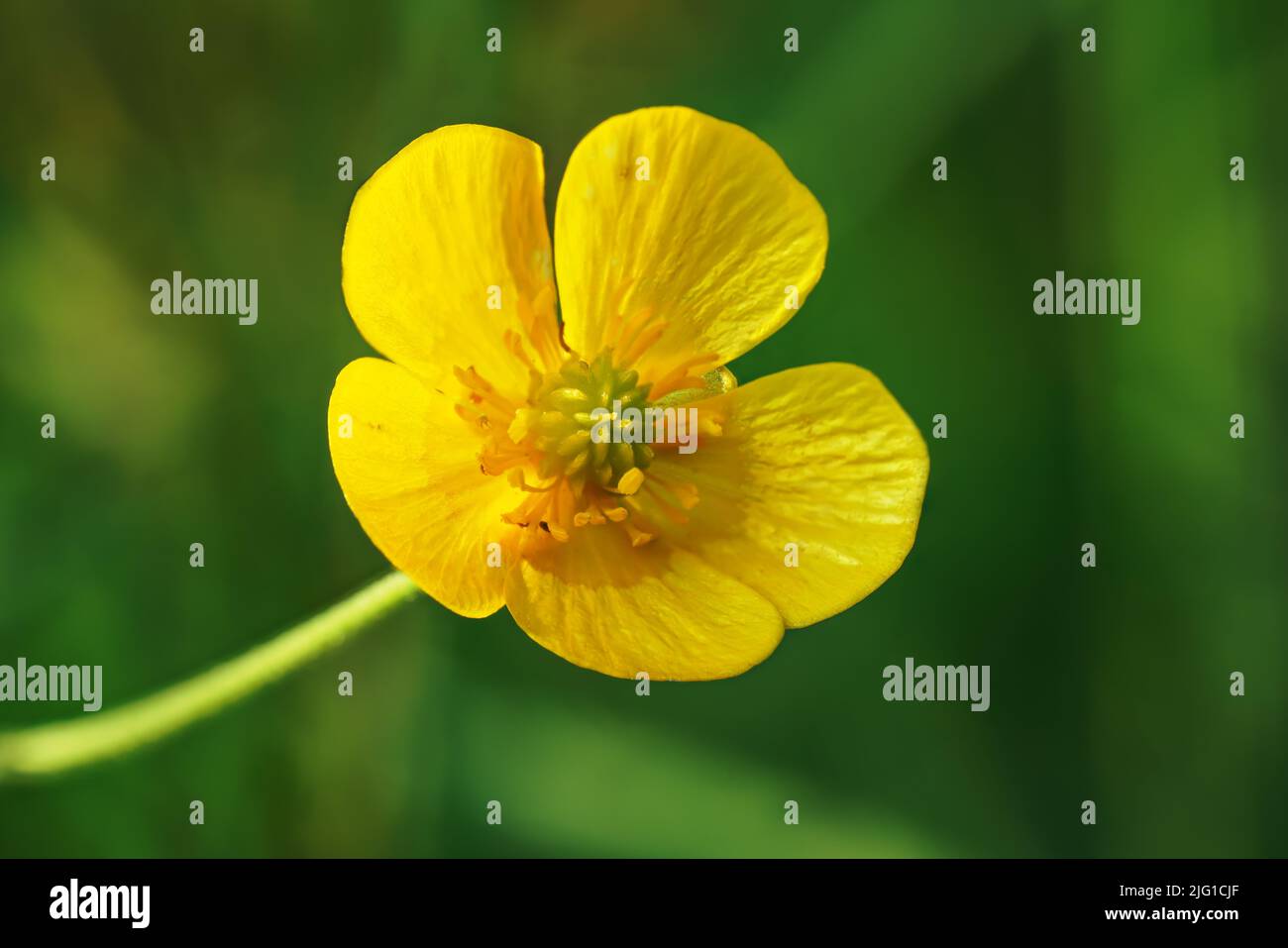 Common meadow buttercup - Ranunculus acris - bright yellow flower, with ...