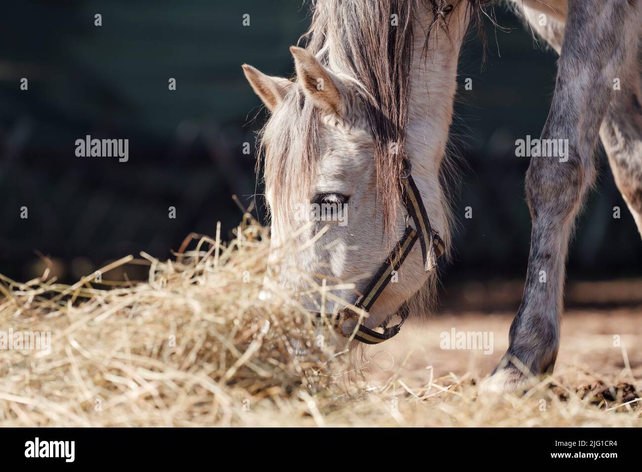 White Arabian horse eating hay from ground, closeup detail on head ...