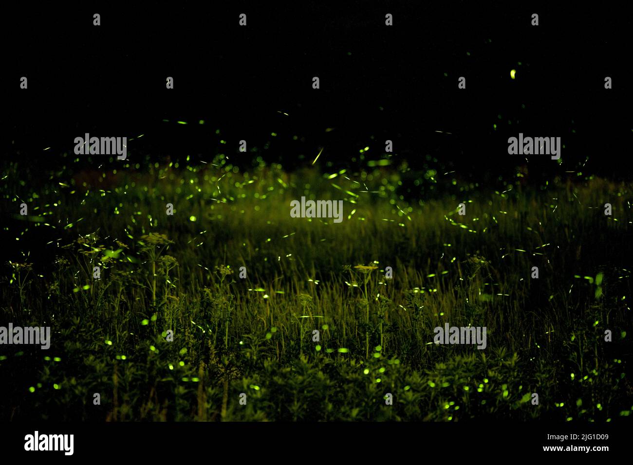 Light of Fireflies Stock Photo - Alamy