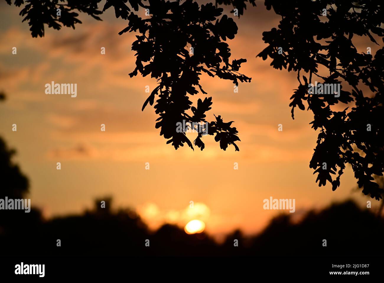 Colourful dramatic sky with an oakbranch in the foreground during ...