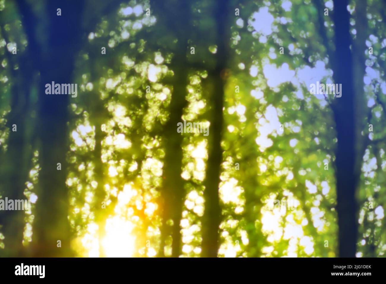 Mysterious fairy fall blurred bokeh forest. Dark scary motion bokeh ...