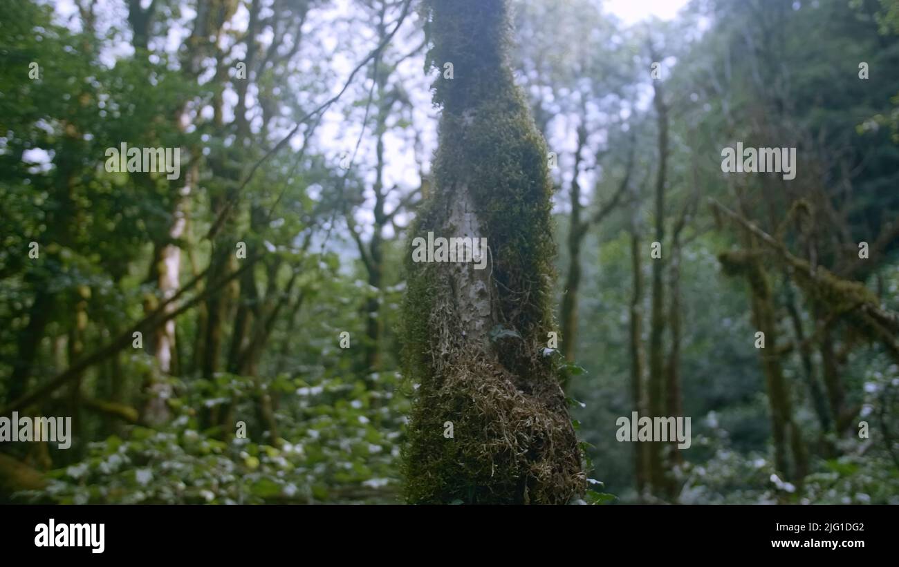 Thick forest vegetation moving in hi-res stock photography and images ...
