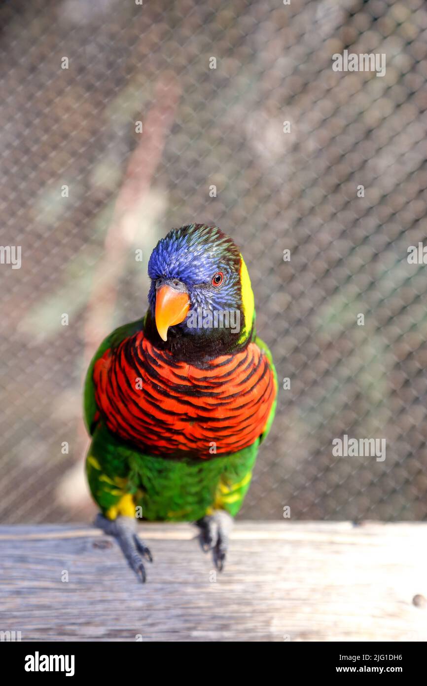 Close up image of Green Nape Lorikeet Stock Photo - Alamy