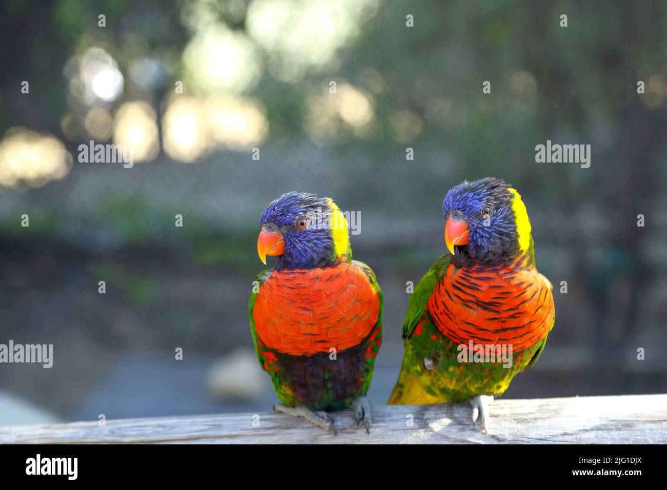 Blue nape hi-res stock photography and images - Alamy