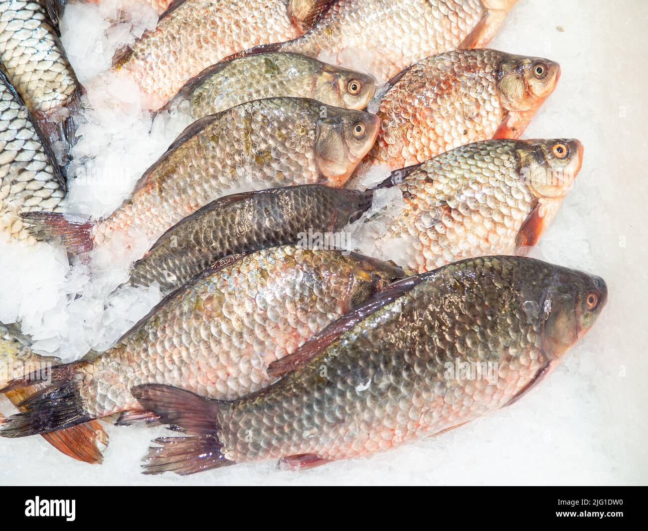 Fish shop. Sale of carp. Chilled crucian carp on the counter. fish in ...