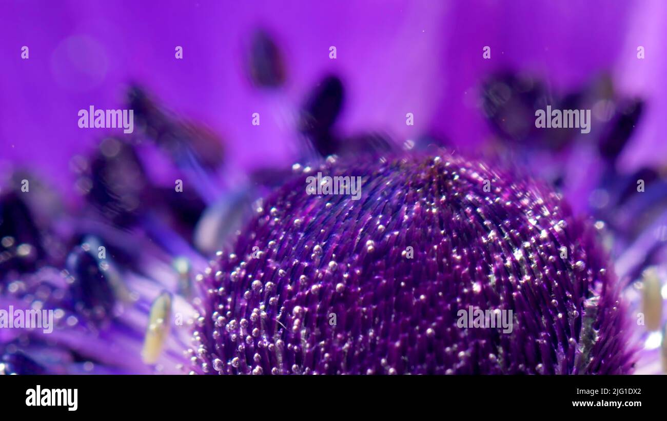 The inside of the flower is bright in color. Stock footage. A bright ...