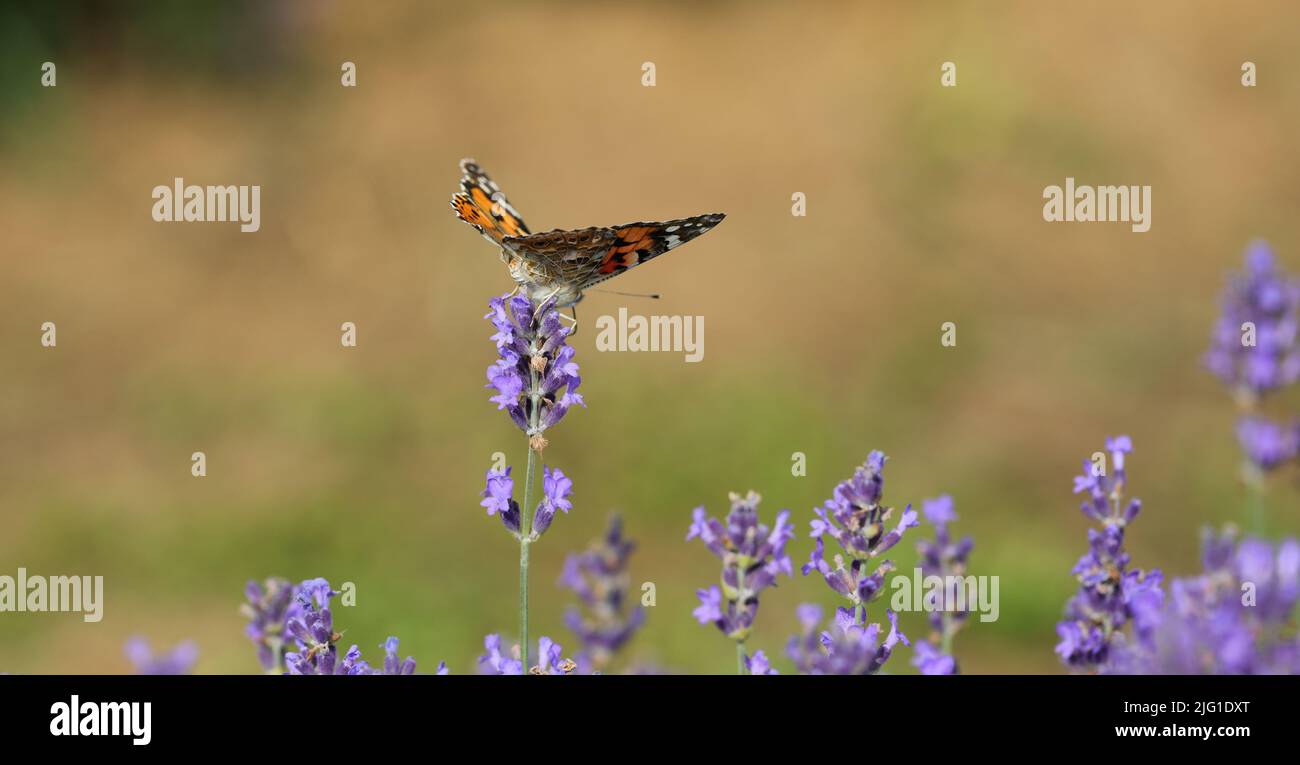 France french moths hi-res stock photography and images - Alamy