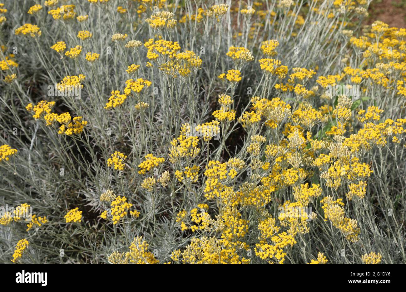 Helicrisus hi-res stock photography and images - Alamy