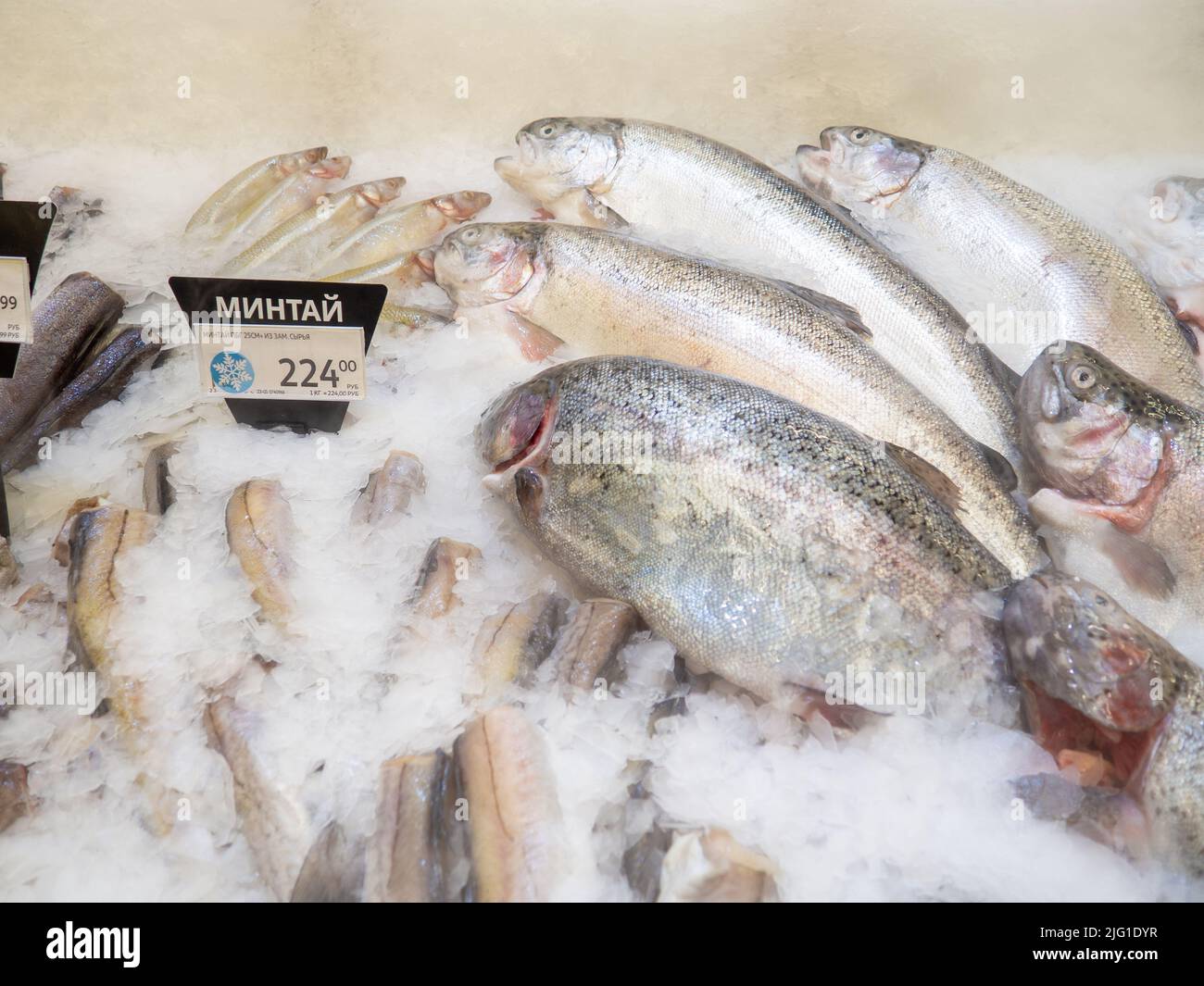 Fish shop. Sale of pollock. Cooled trout on the counter. Fish in ice ...