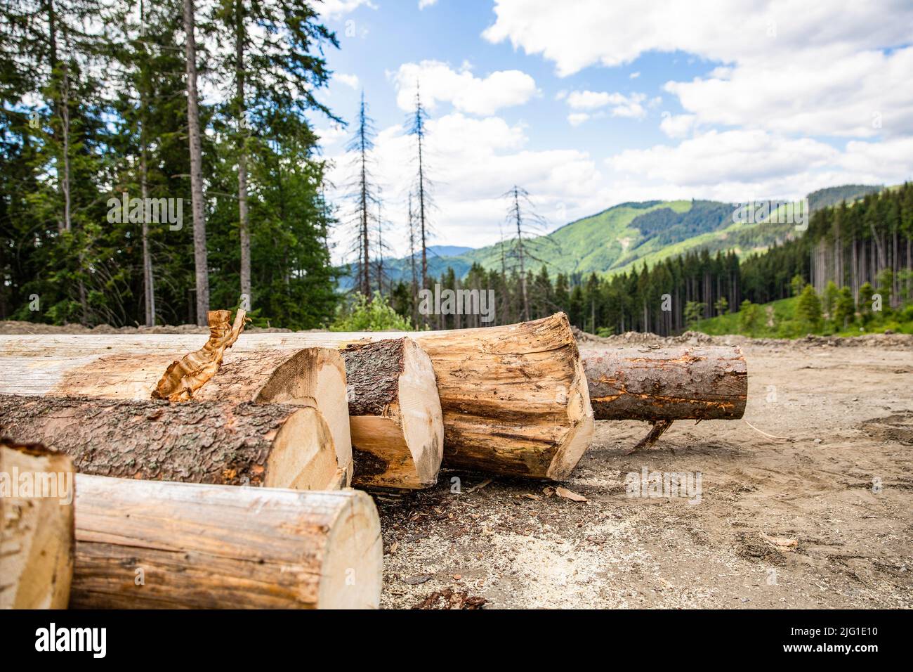 Forest felling. Log trunks pile, the logging timber forest wood ...