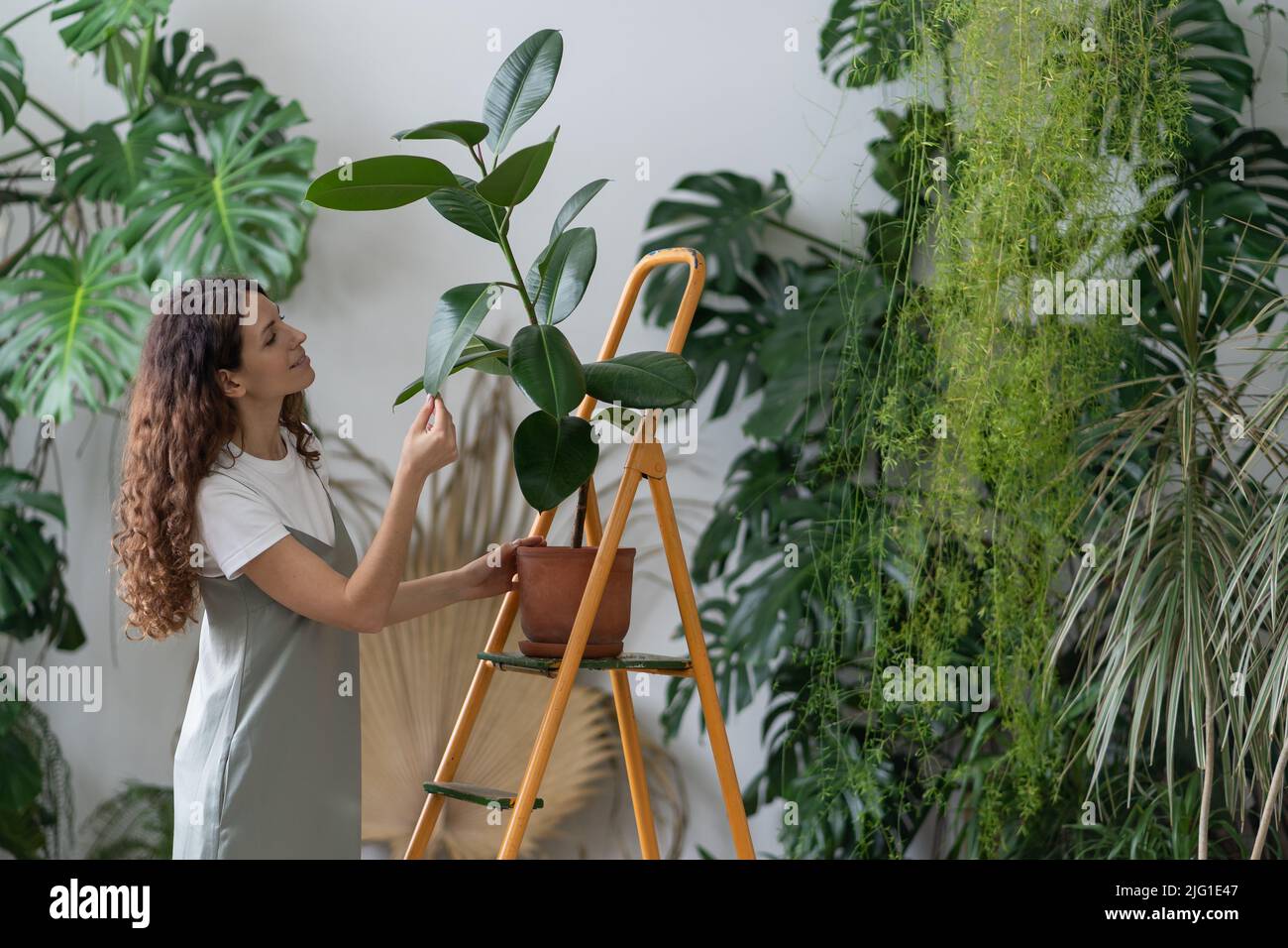 Freelance gardener girl take care of houseplants in home garden. Caring florist wiping ficus ...