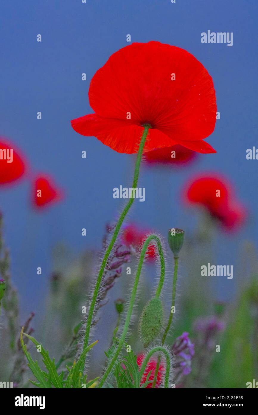 Red poppies above beach at dawn, Comox, Britiah Columbia, Canada Stock ...