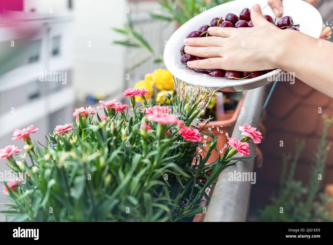 Close-up woman hand watering blooming pink carnation flower pots with ...