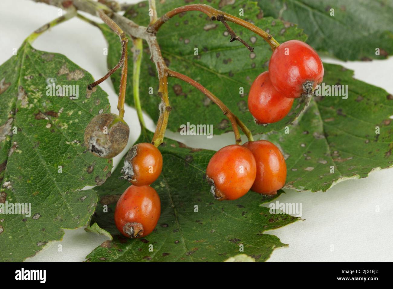 Rose hips hip seed hi-res stock photography and images - Alamy
