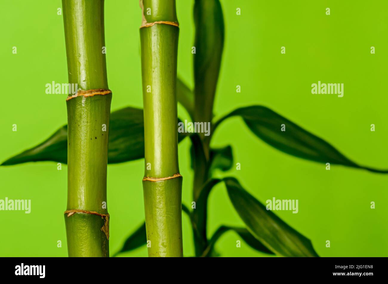 Lucky Bamboo, Ribbon Dracaena, Curly Bamboo, Chinese Water Bamboo ...