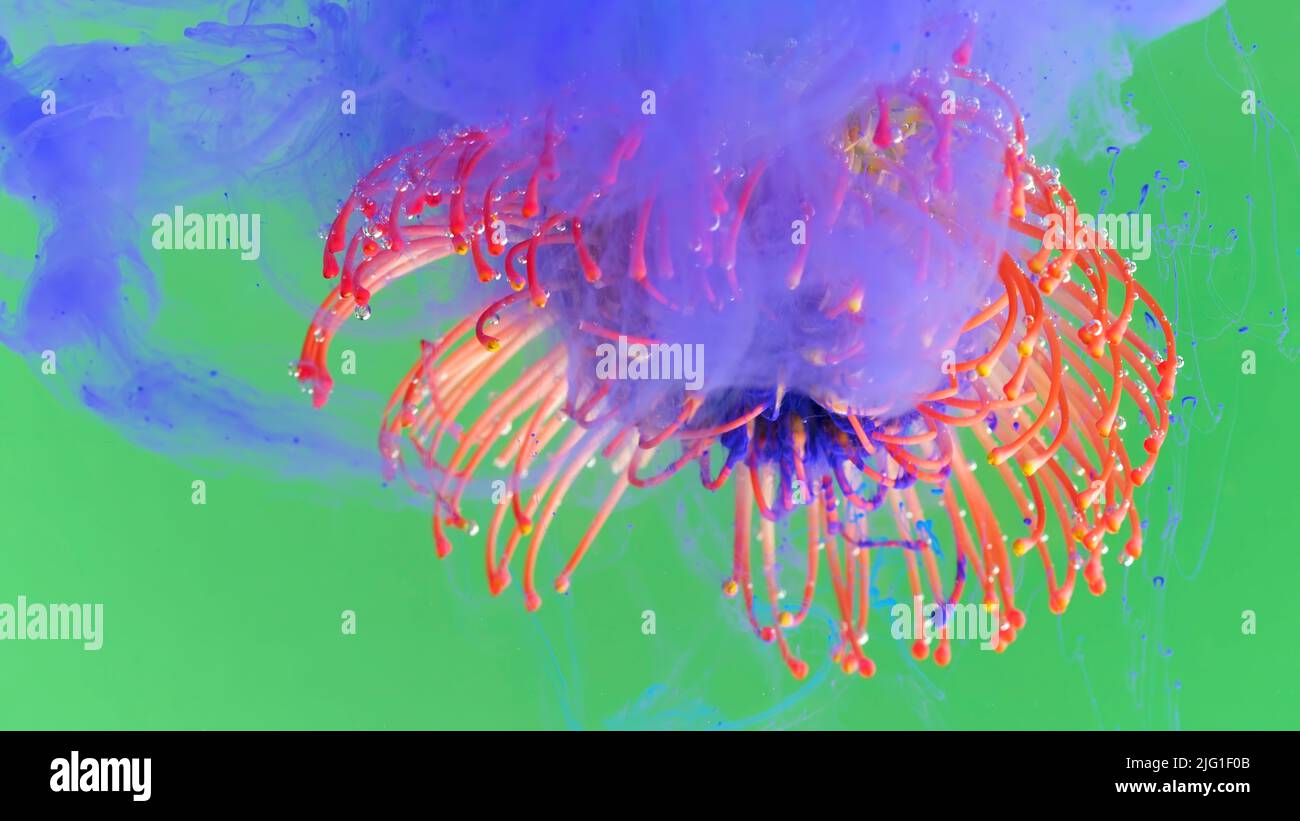 Flower with ink on isolated background. Stock footage. Beautiful exotic ...