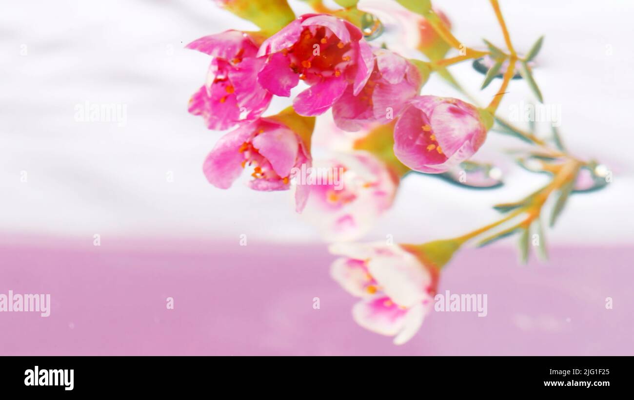 Pink roses are dipped into clean water. Stock footage. Clean water into ...