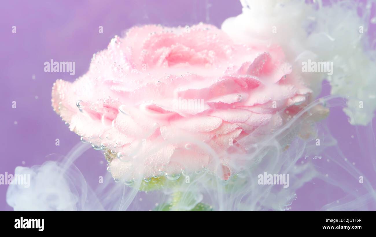 Rose under water with ink. Stock footage. Delicate rose with bubbles ...