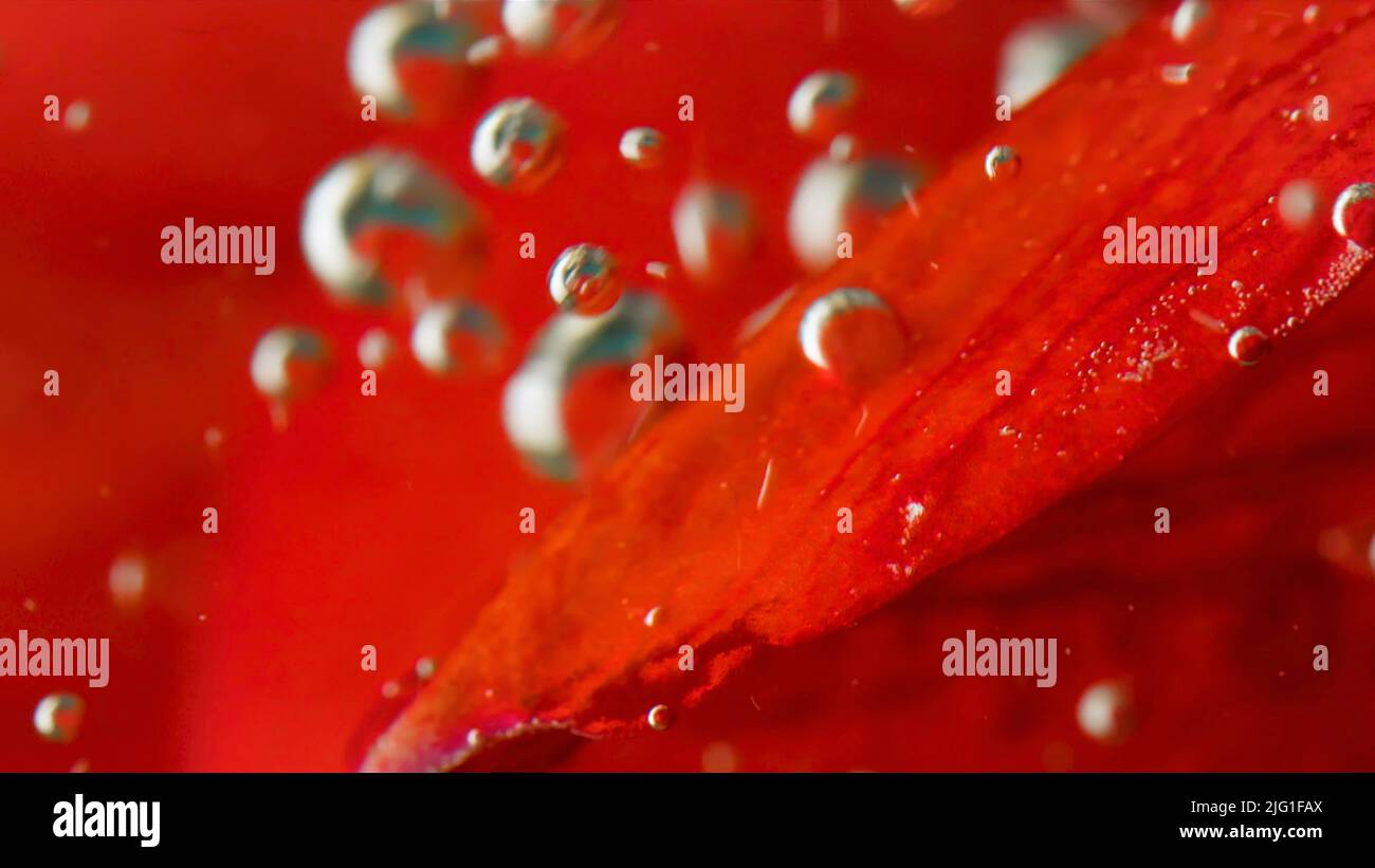 Bright bubbles in crystal clear water. Stock footage. A red flower is ...