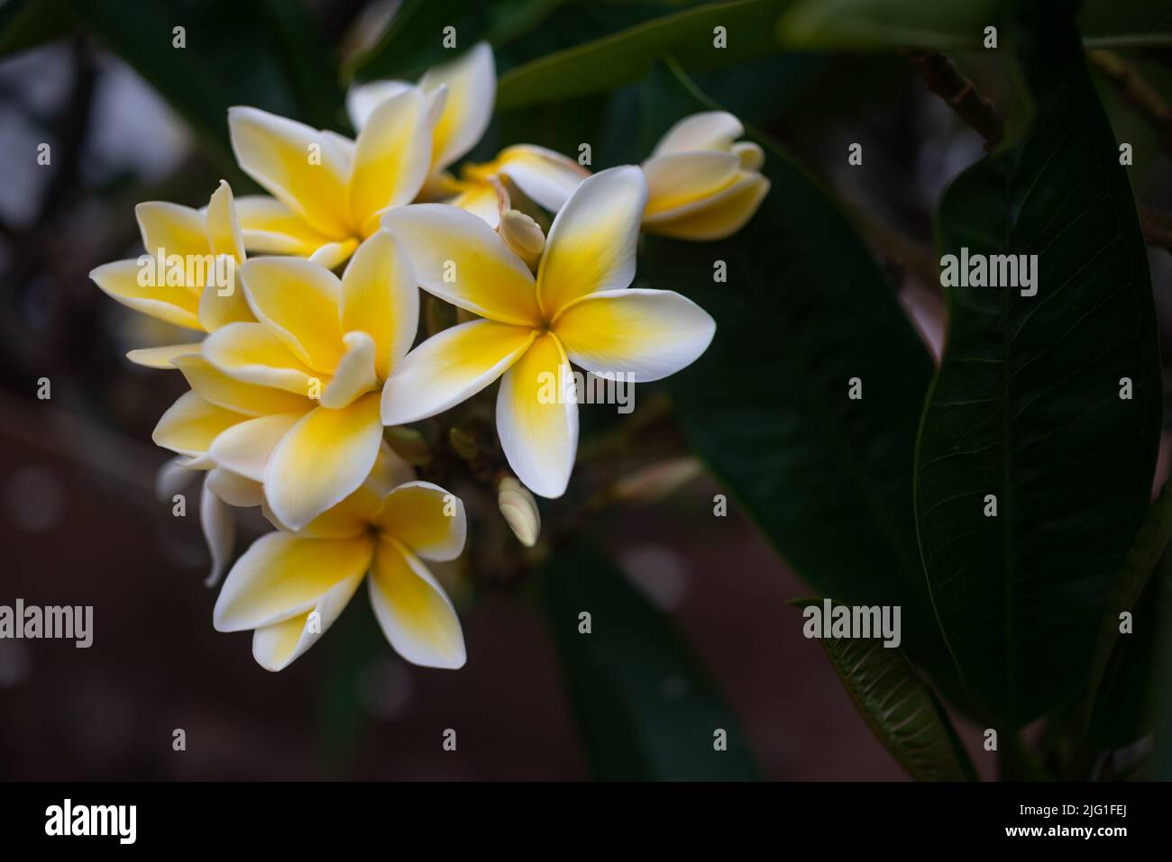 Bali flowers plumeria flowers bali hi-res stock photography and images ...