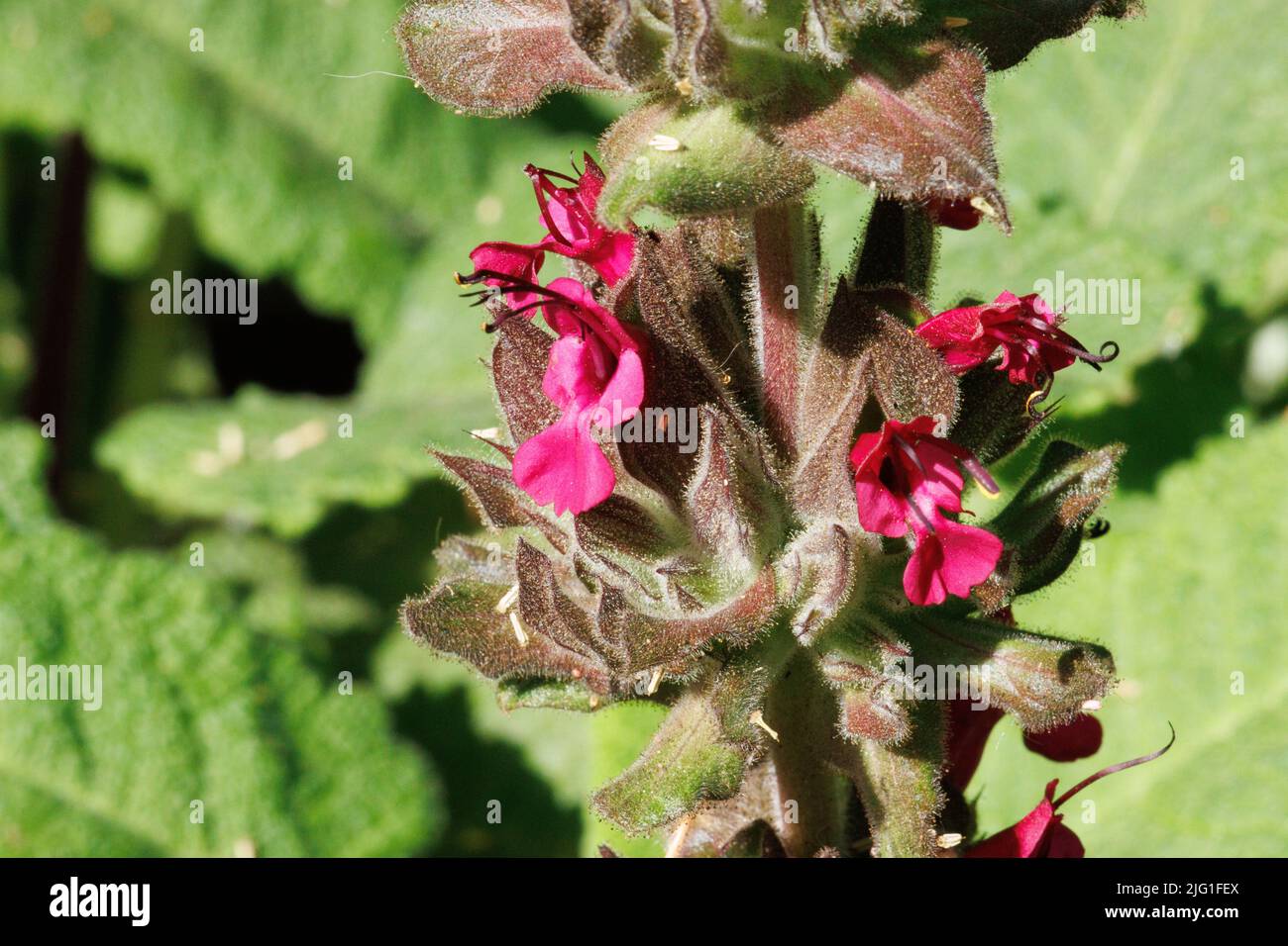 Pink flowering cymose head inflorescences of Salvia Spathacea ...