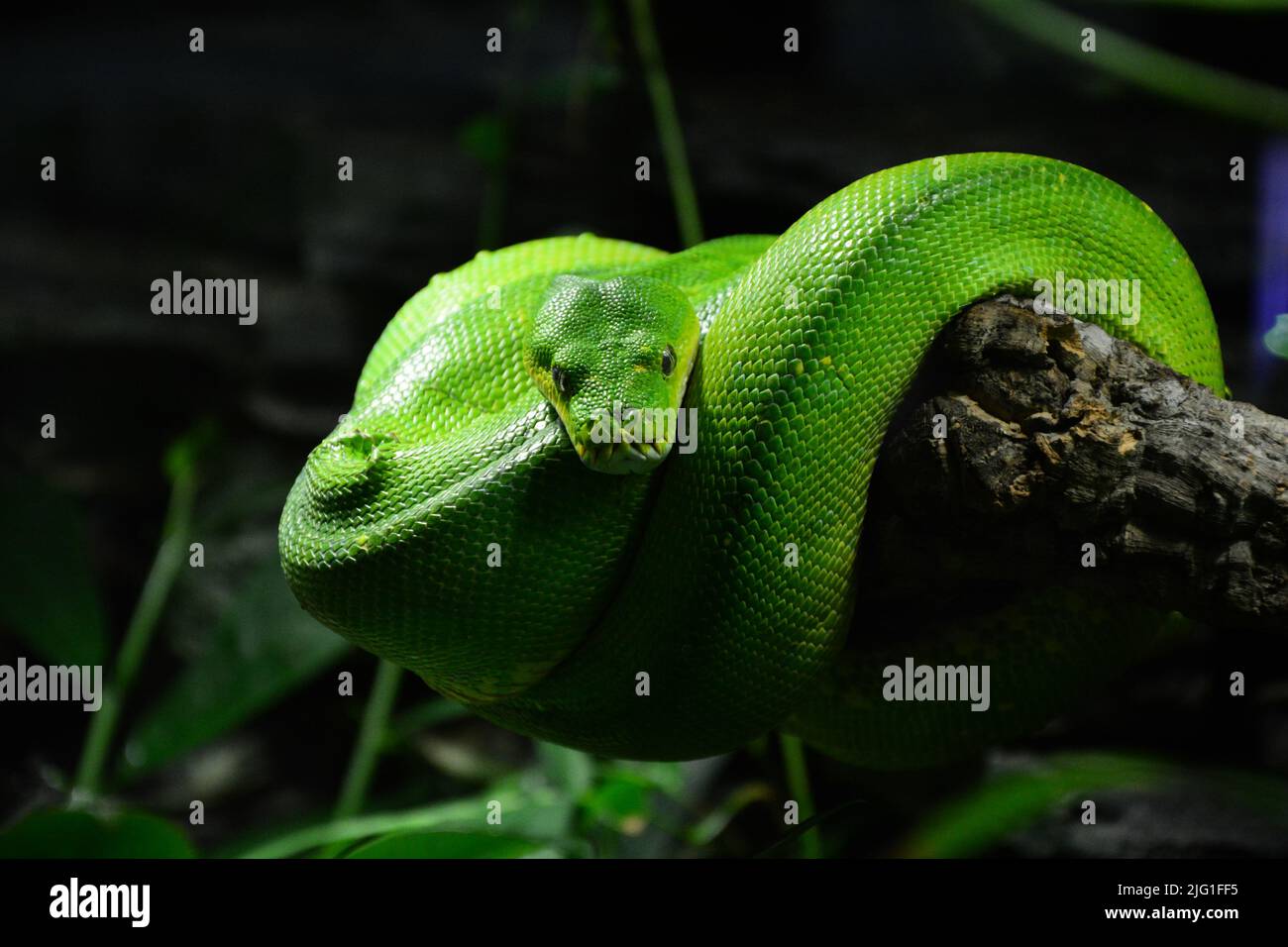 I am watching you Stock Photo - Alamy
