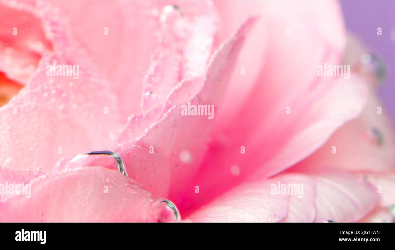 Rose petals falling 4k stock hi-res stock photography and images - Alamy