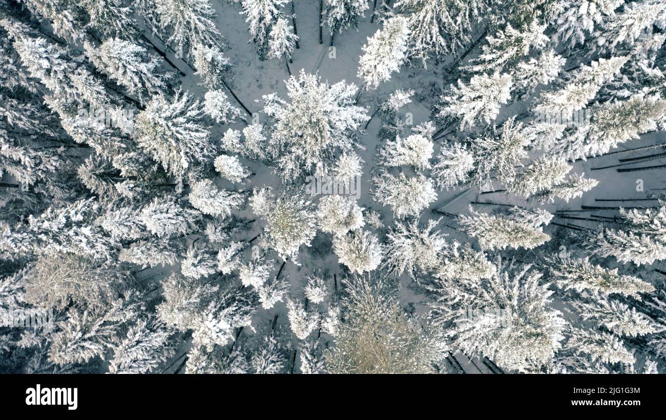 Aerial top view of coniferous winter forest. Clip. Flying above frozen trees and snow covered ...