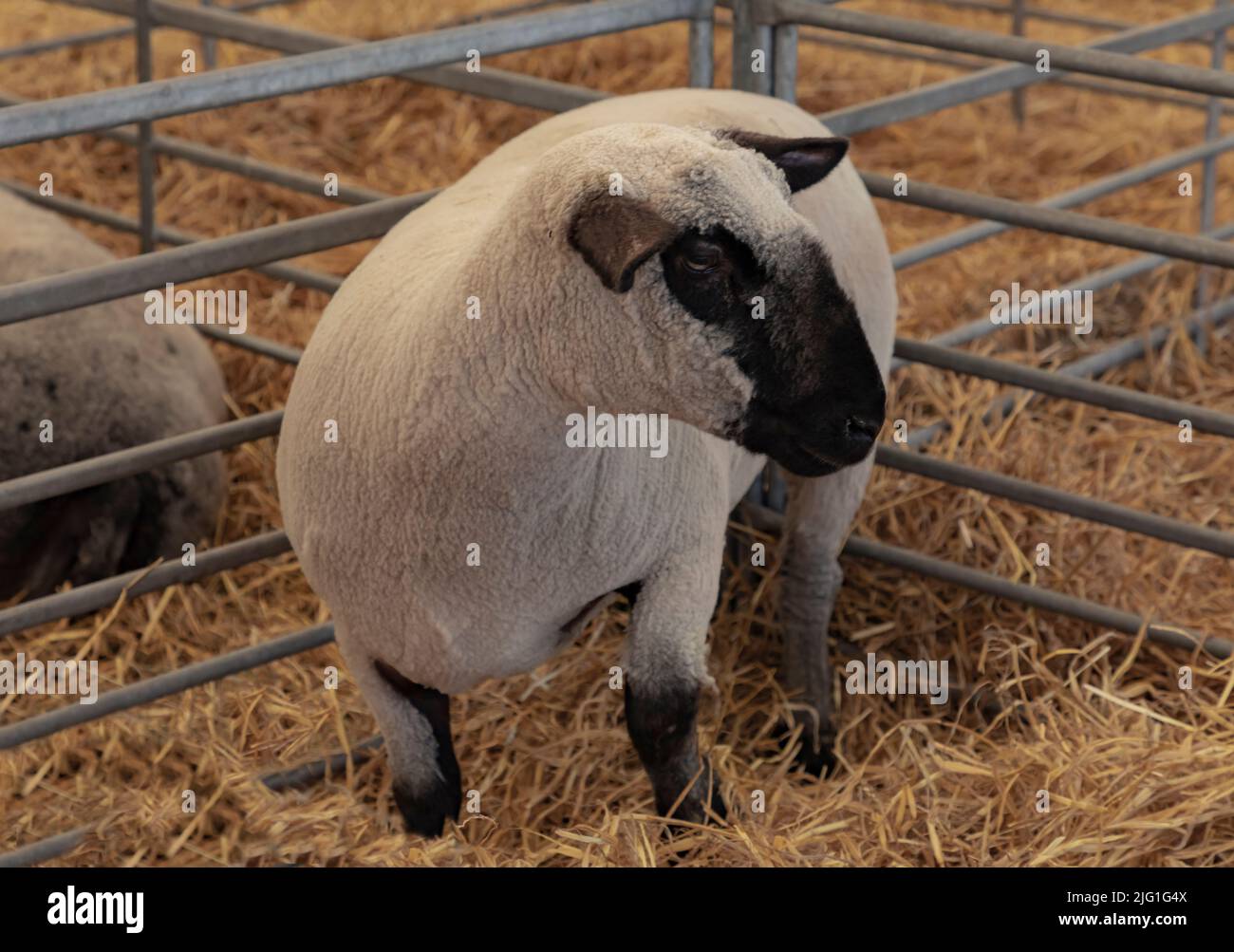 Black and white sheep stood in a pen of hay looking to the left hand ...
