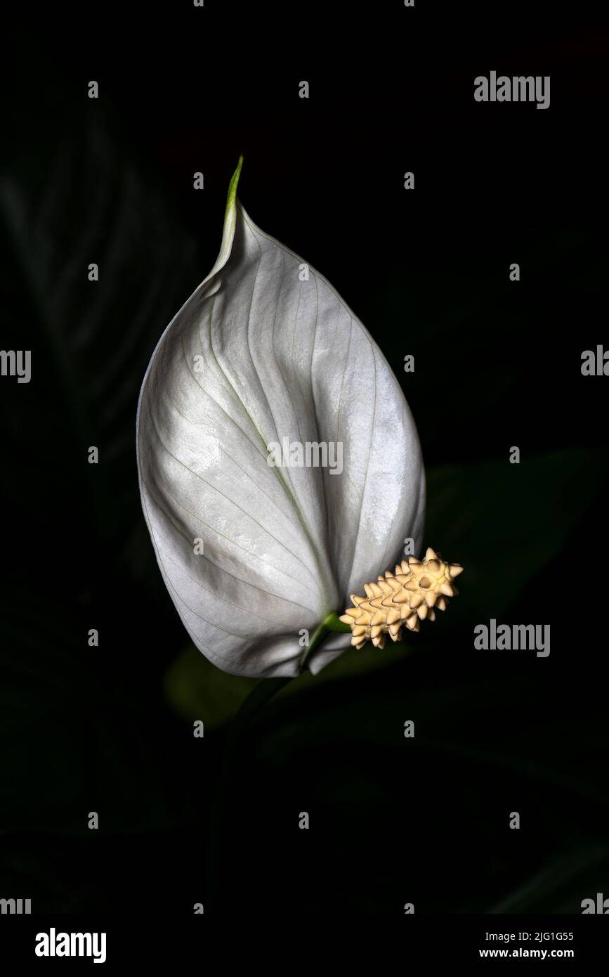 Lily flower background hi-res stock photography and images - Alamy