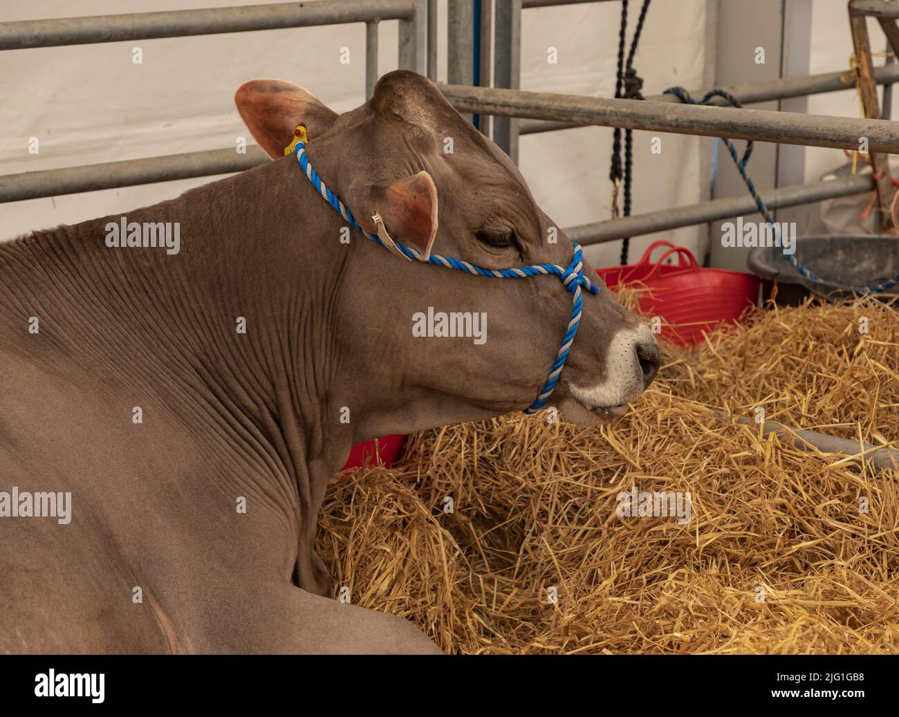 Beige coloured cow lying in the straw in a cow shed with a blue and ...