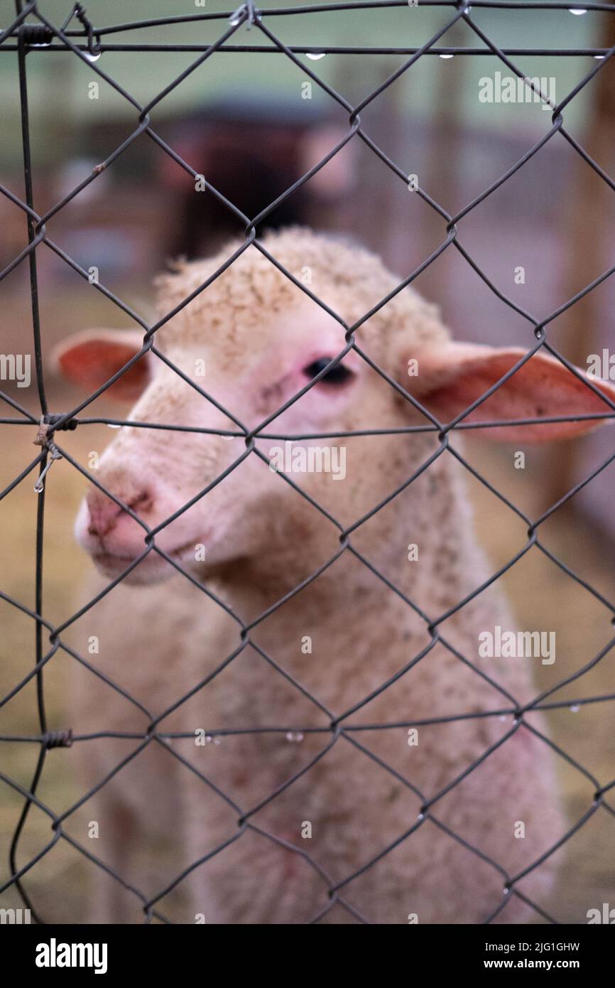 Rescued lamb on a sanctuary, Greyton, South Africa Stock Photo - Alamy