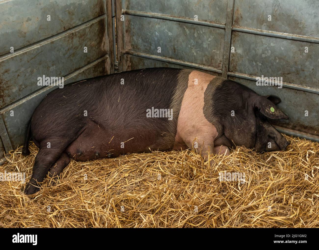 Pig pen hi-res stock photography and images - Alamy