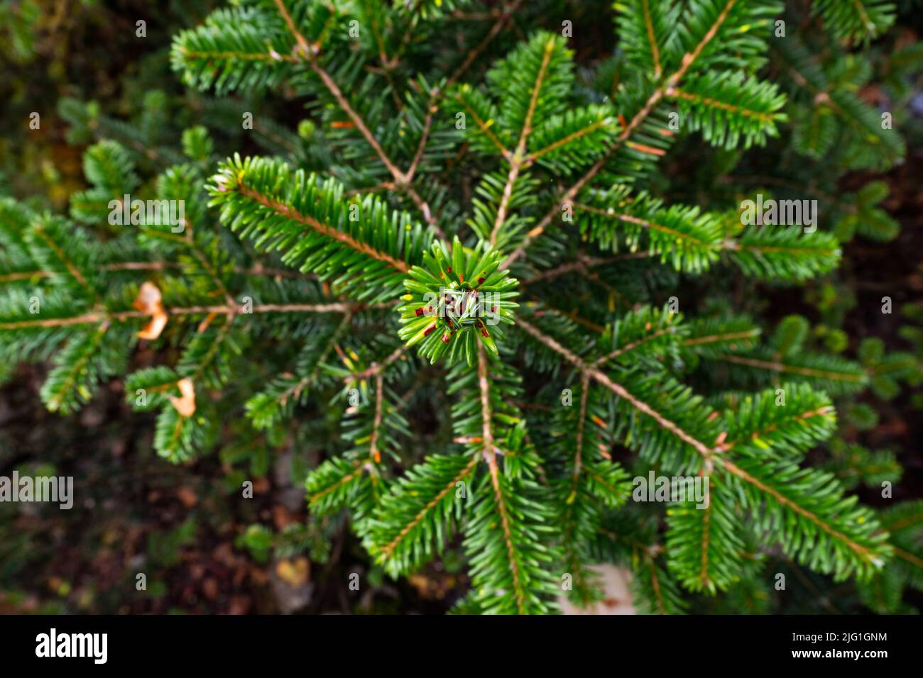 A close up shot of a pine with pleasing symmetry, China Stock Photo - Alamy