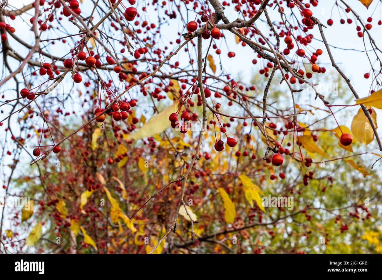 Fall foliage in Gubei Ancient Water Town, China Stock Photo - Alamy