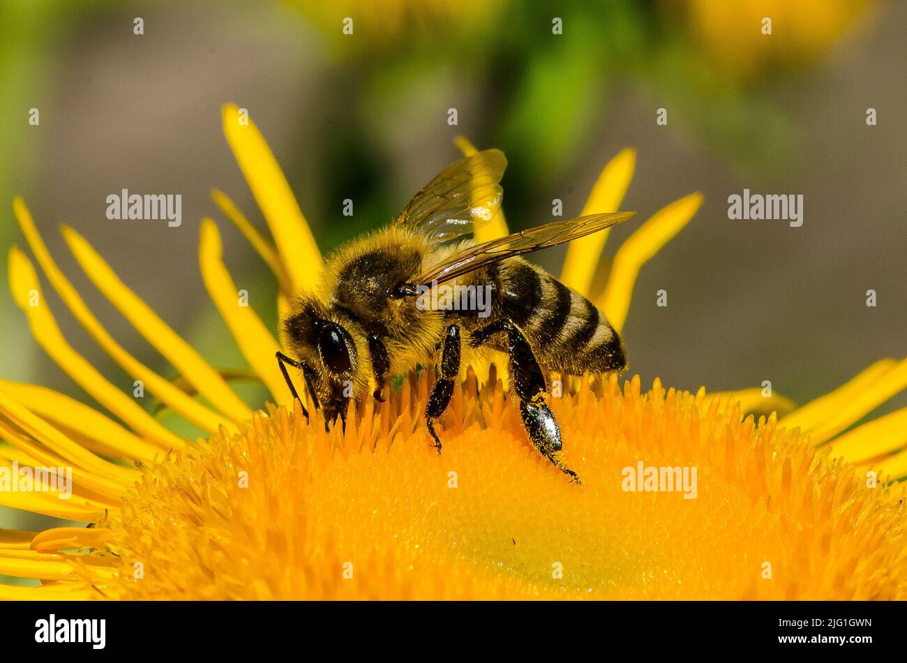 A honeybee collecting pollen or nectar Stock Photo - Alamy