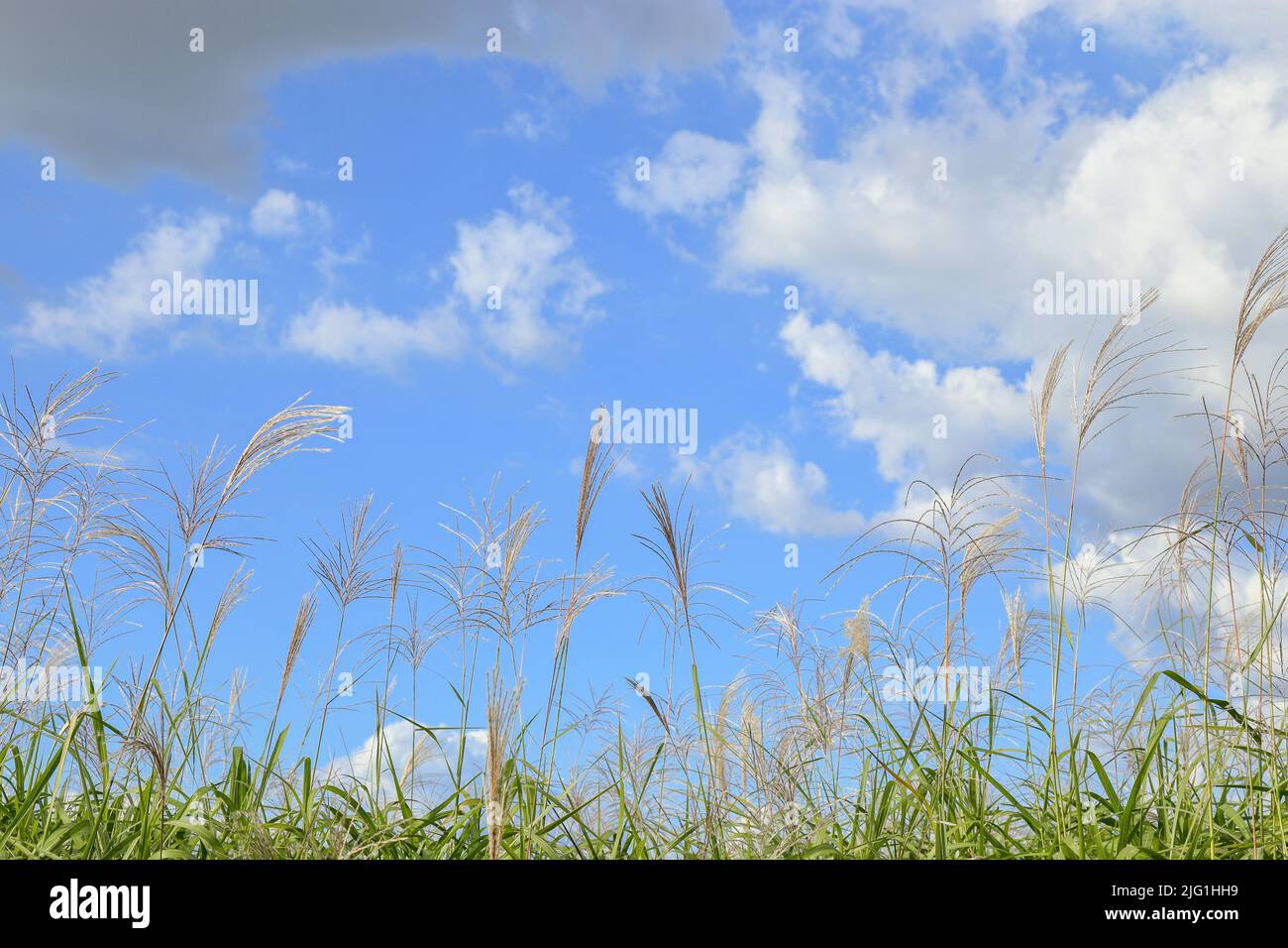 Reed flowers fluttering in the wind against blue sky and white clouds ...