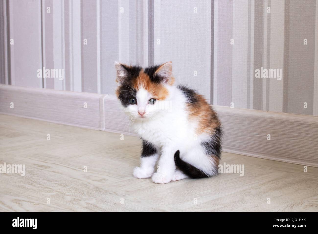 Tri color tabby hi-res stock photography and images - Alamy