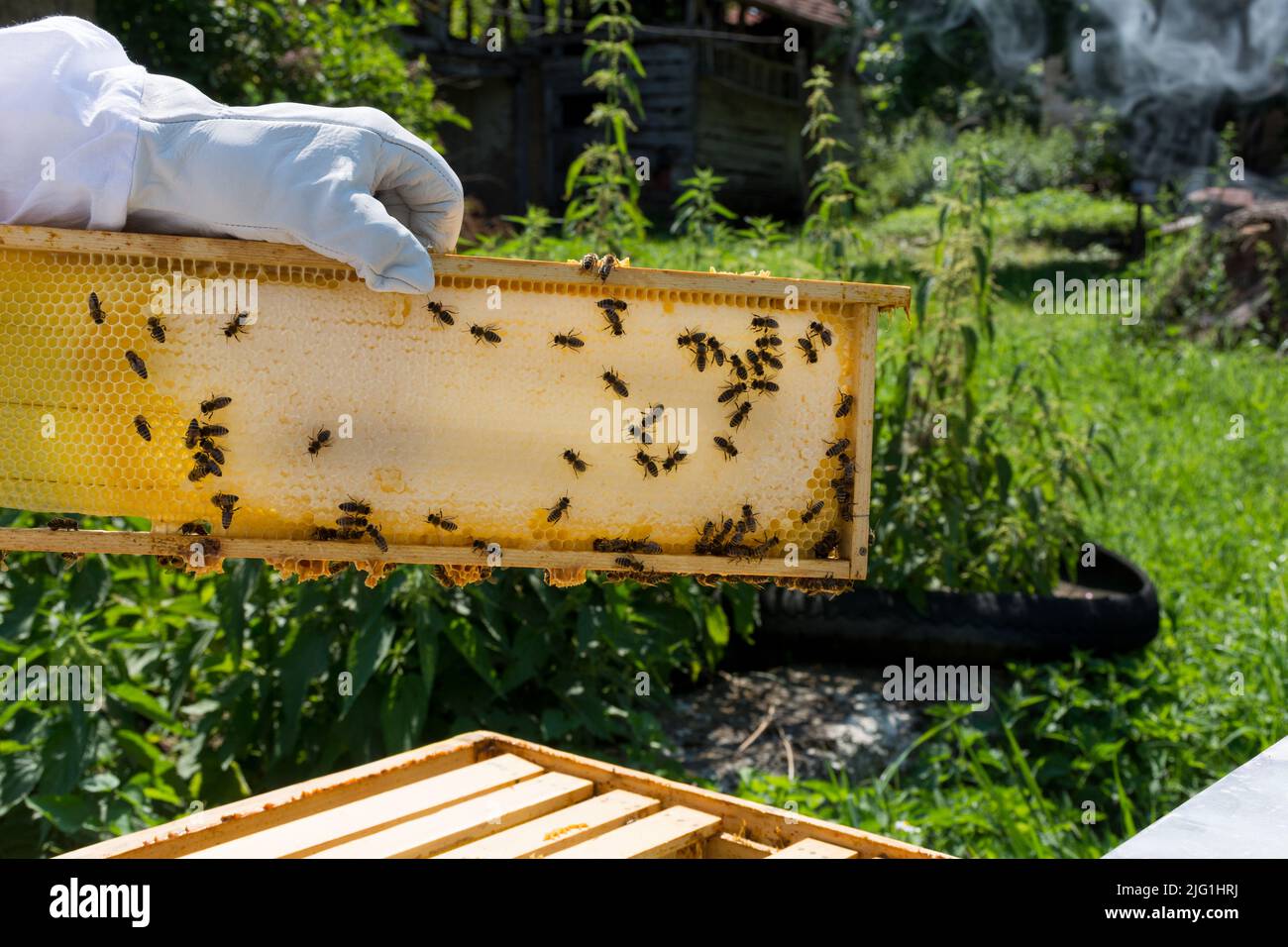Bee hive frame and bees capping the honey on a frame. Beekeeper hold ...