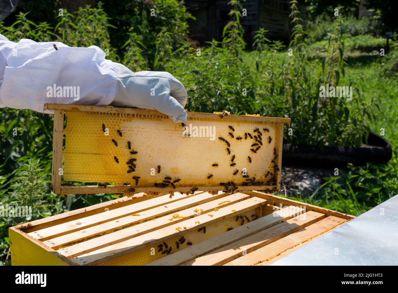 Beekeeper holds bee hive frame in hand full with honey on summer day ...