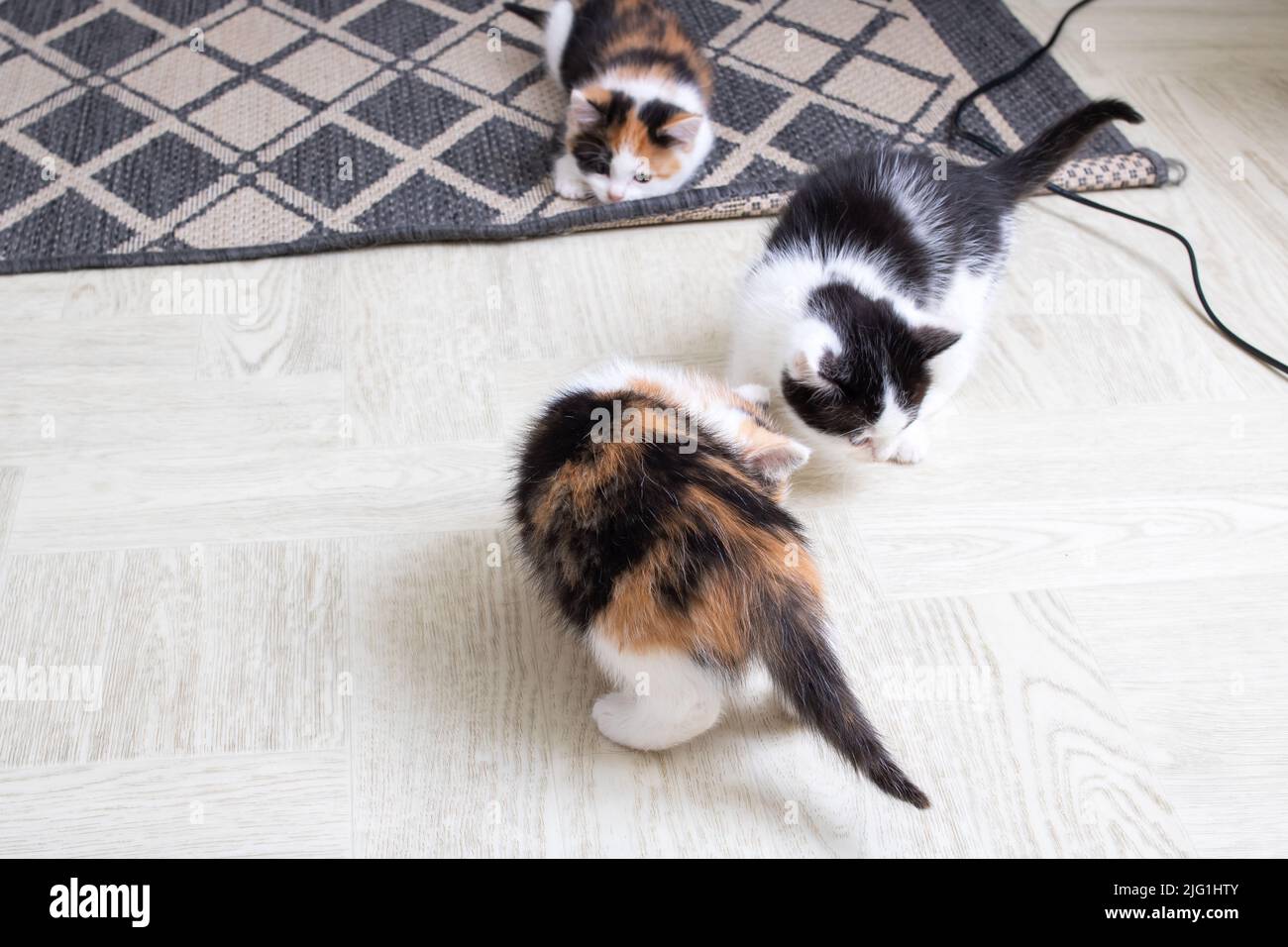 Two little kittens playing on the carpet close up Stock Photo - Alamy