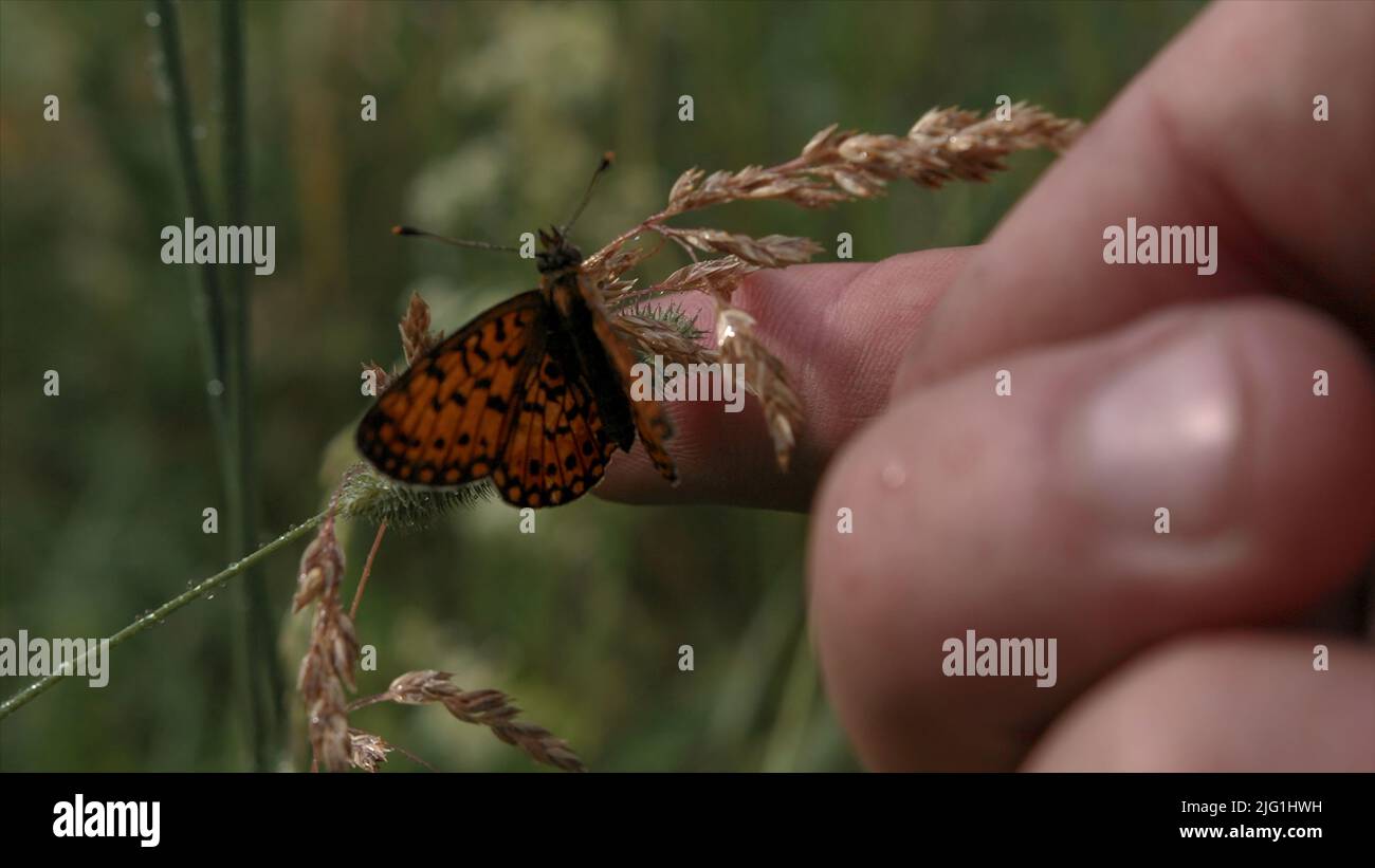Close up hands flying butterfly hi-res stock photography and images - Alamy